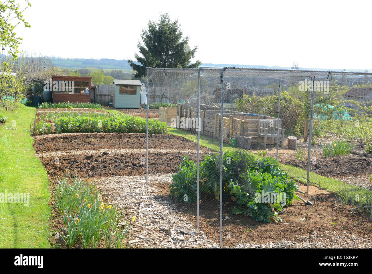 Community allotment space for local people to grow produce Stock Photo ...