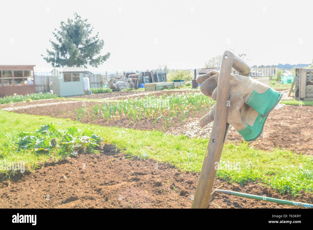 Community allotment space for local people to grow produce Stock Photo ...