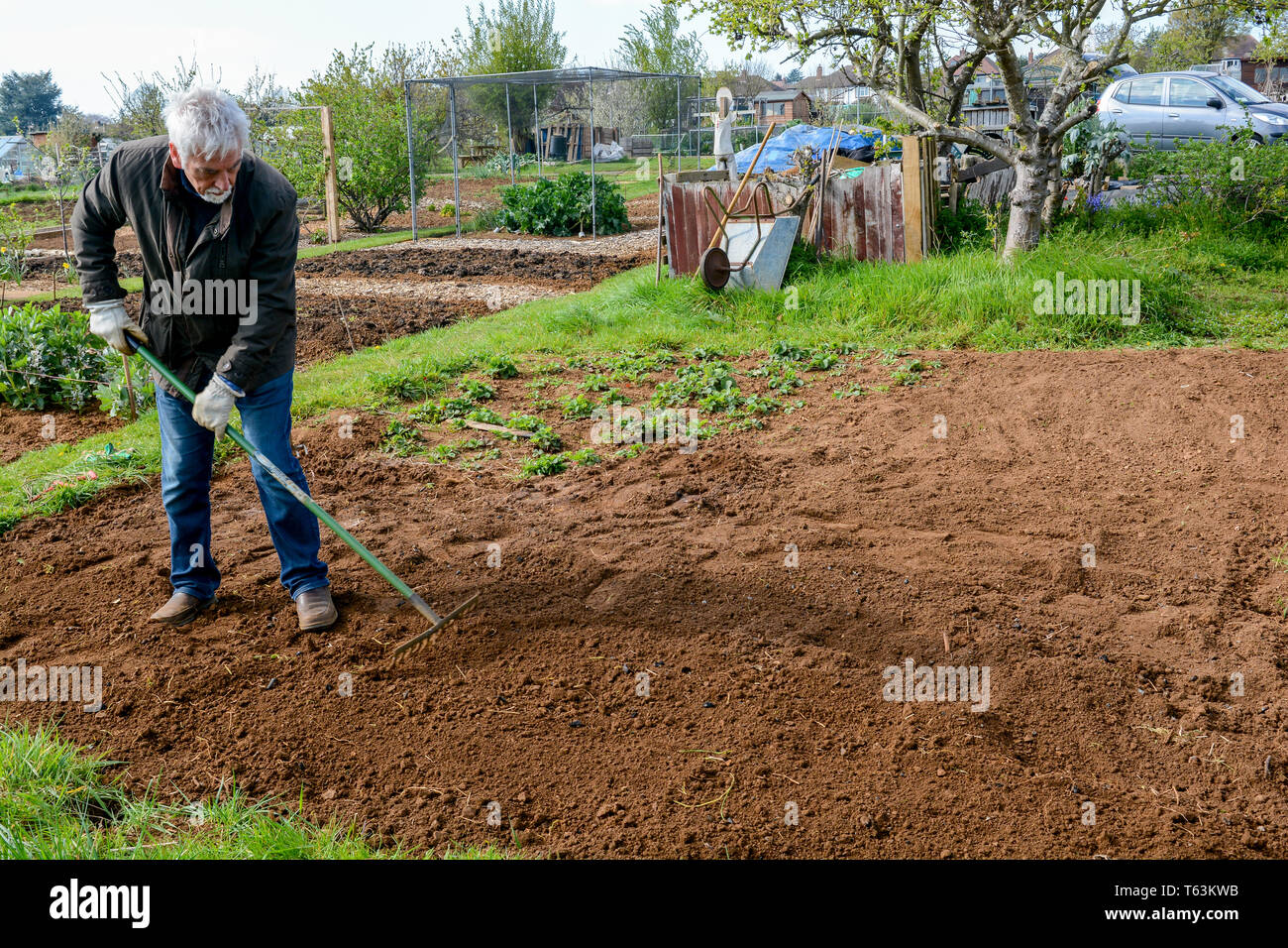 Man working outdoors digging vegetable patch Stock Photo - Alamy