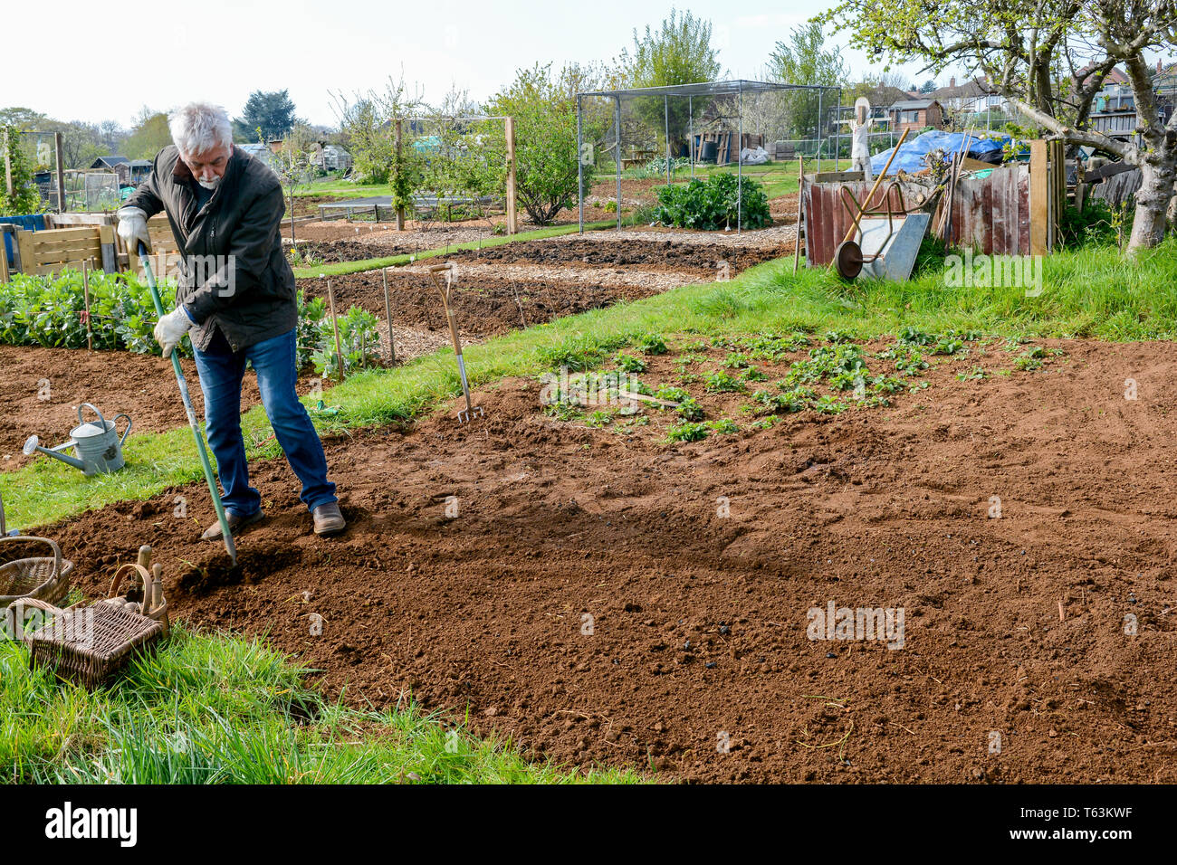 Man working outdoors digging vegetable patch Stock Photo - Alamy