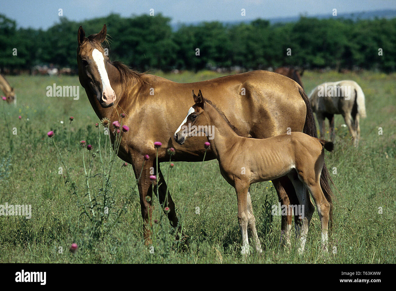Akhal teke gold hi-res stock photography and images - Alamy
