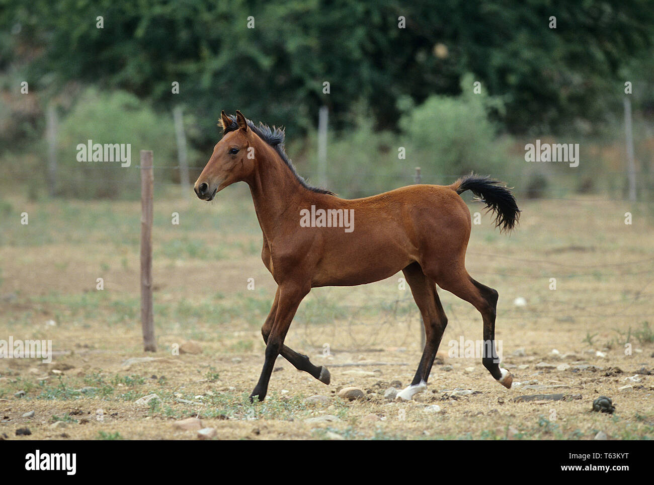 Boer Pony High Resolution Stock Photography and Images - Alamy