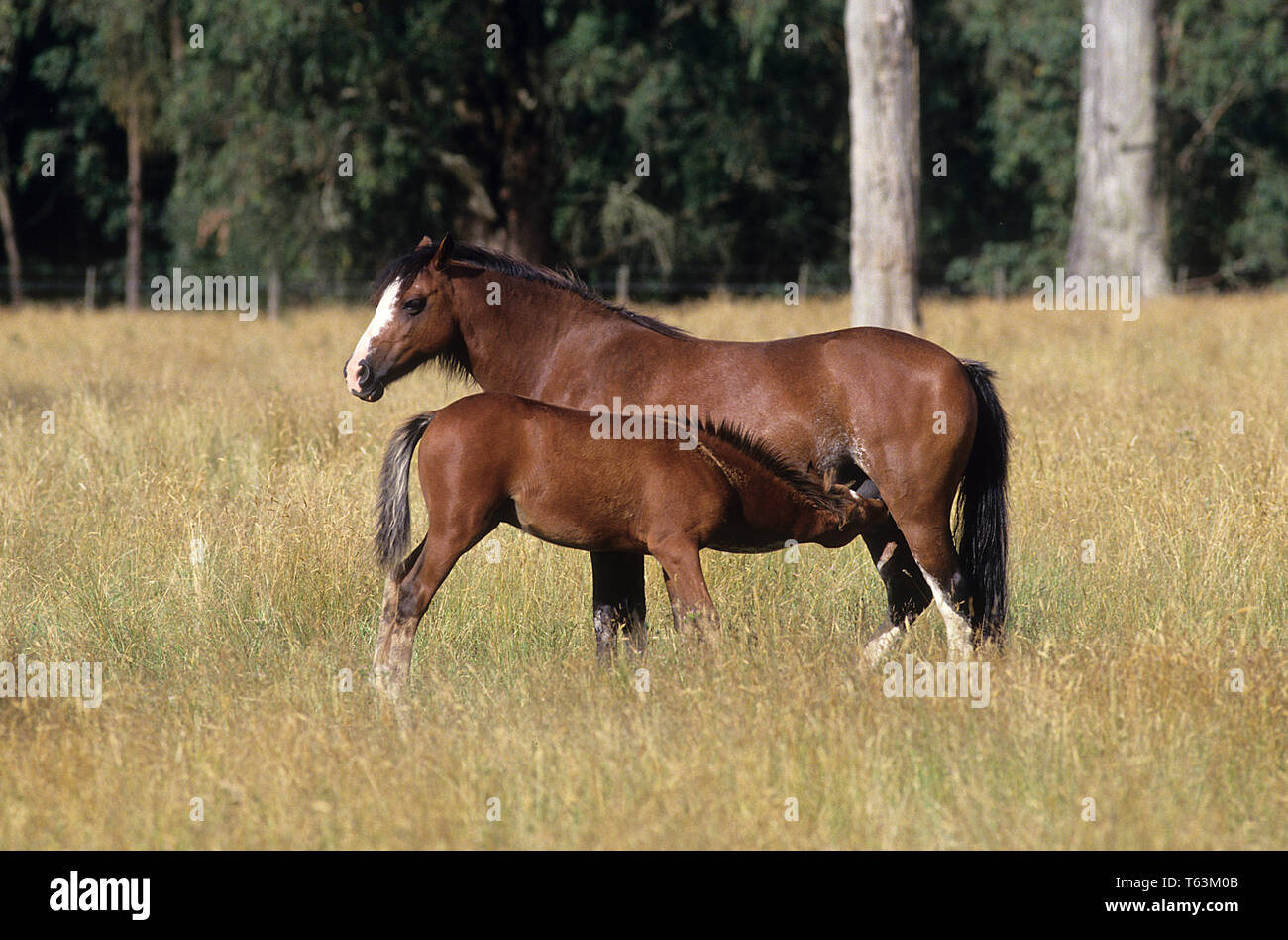 Australian pony hi-res stock photography and images - Alamy