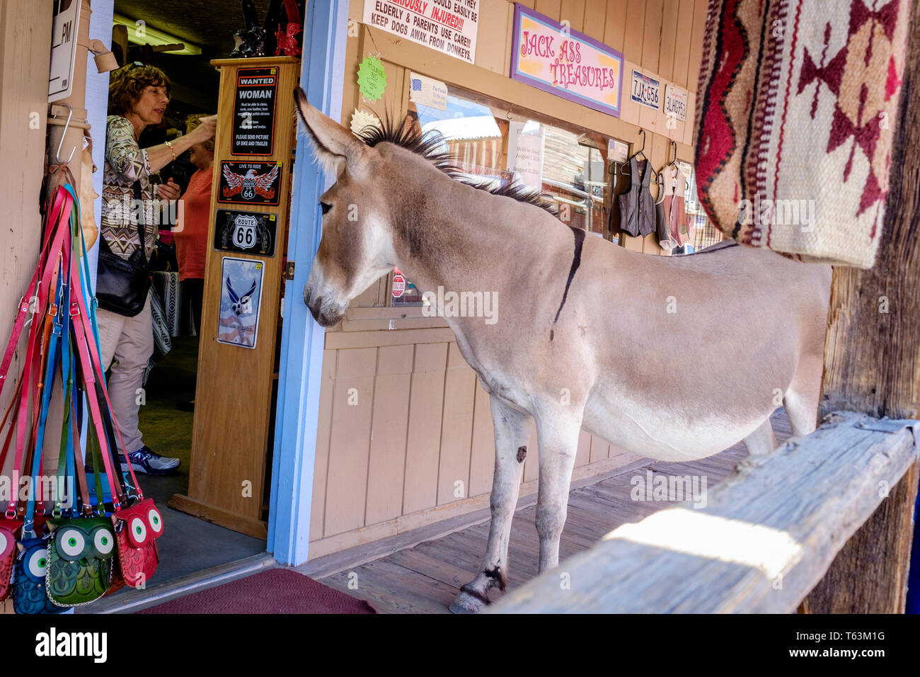 A donkey looks inside a gift shop in the main street of historic Oatman ...
