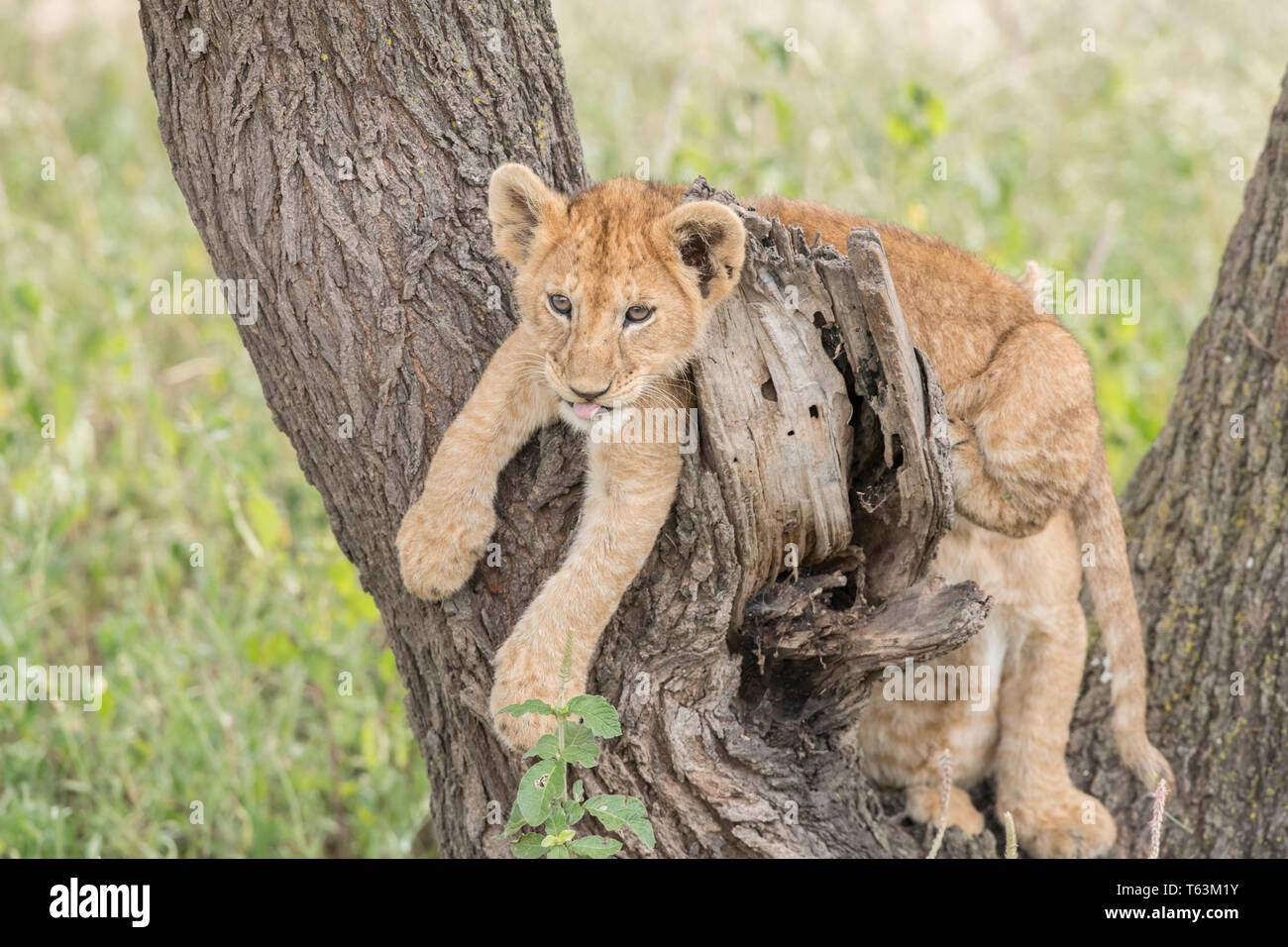 Lion cubs climbing in tree, Tanzania Stock Photo - Alamy