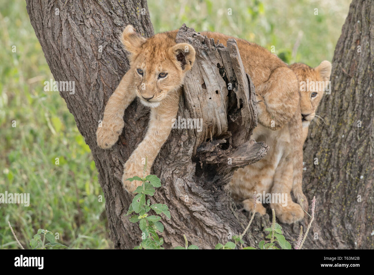 Lion cubs climbing in tree, Tanzania Stock Photo - Alamy