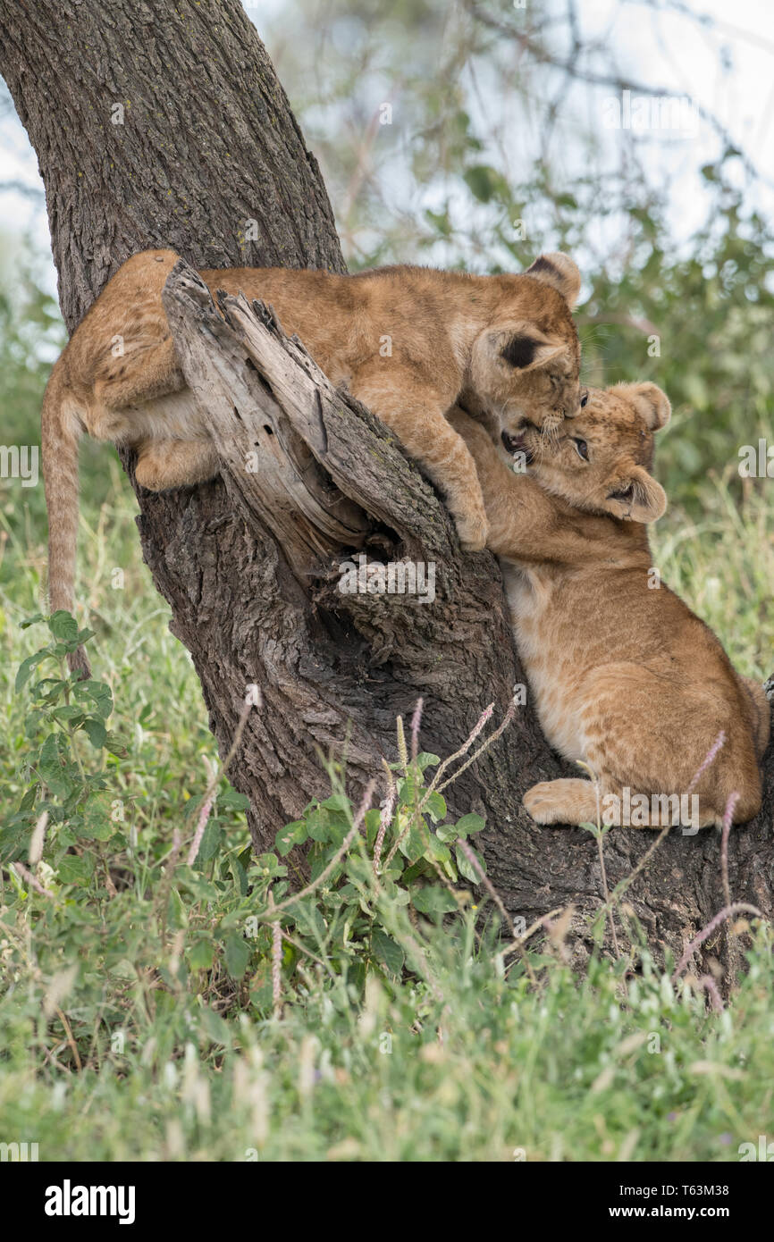 Lion cubs climbing in tree, Tanzania Stock Photo - Alamy