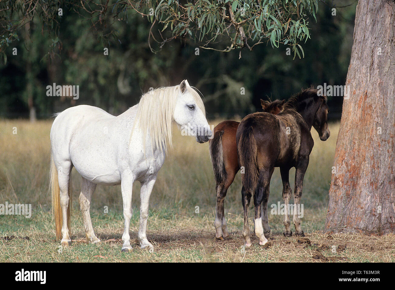 Australian pony hi-res stock photography and images - Alamy