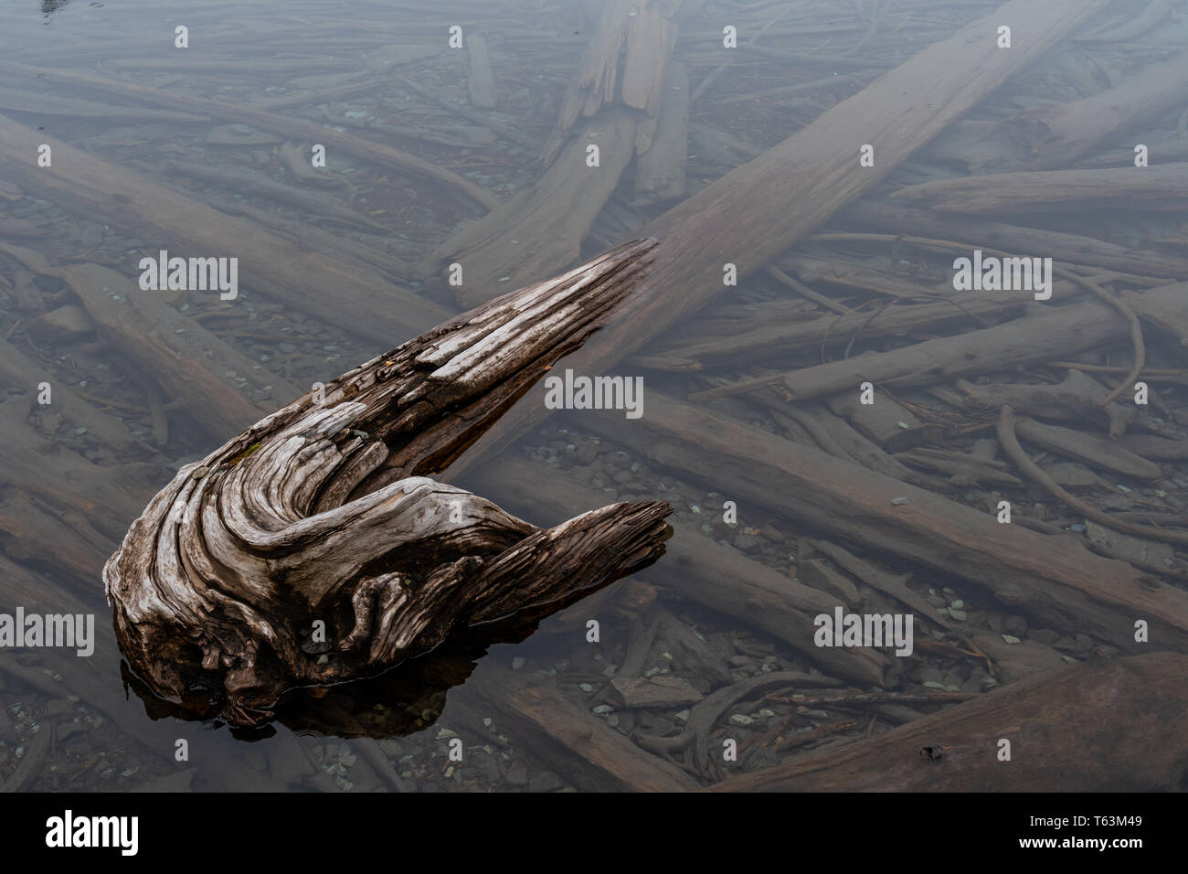 Gnarly Logs Sit Below Water Level Stock Photo - Alamy