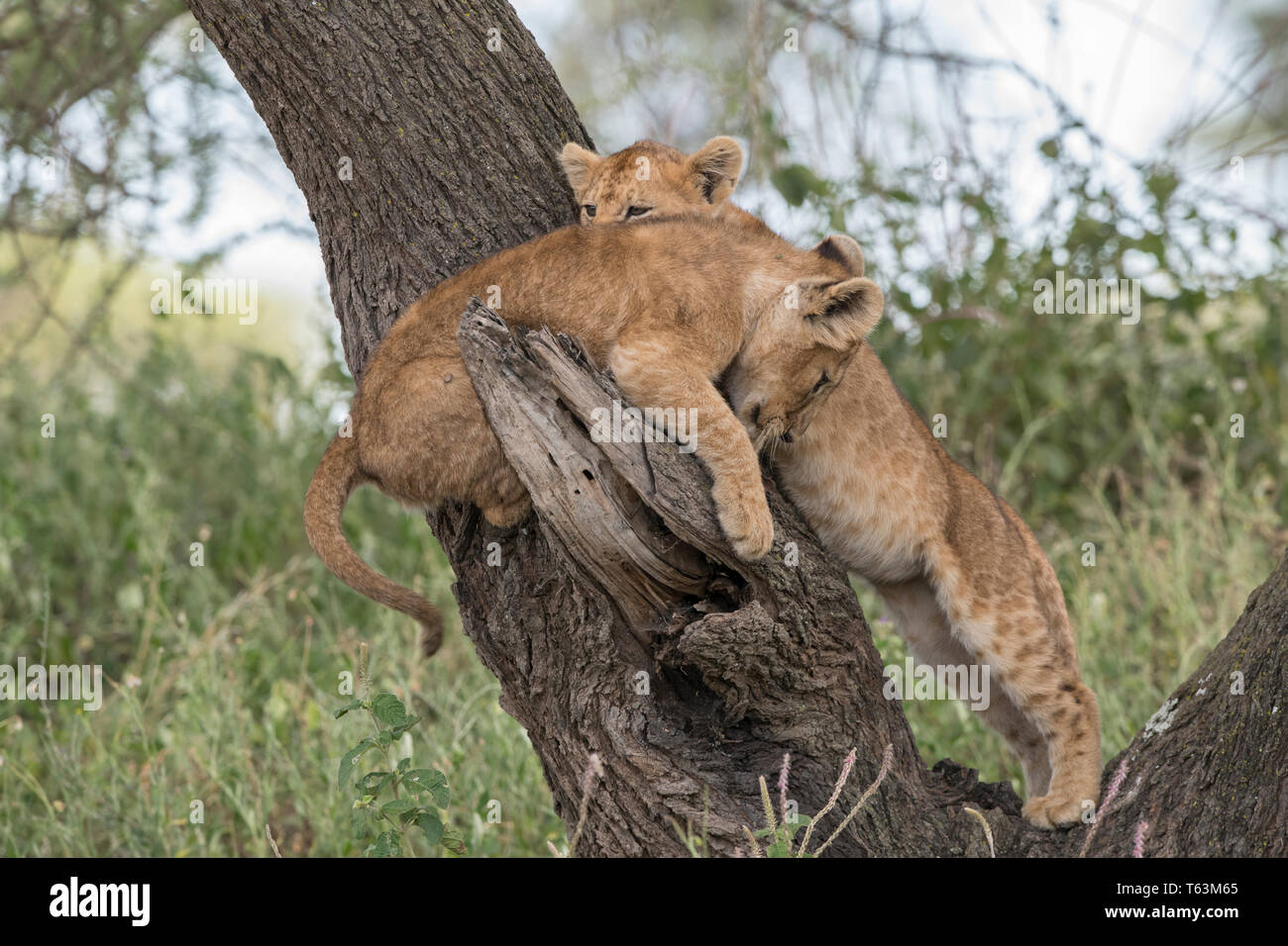 Lion cubs climbing in tree, Tanzania Stock Photo - Alamy