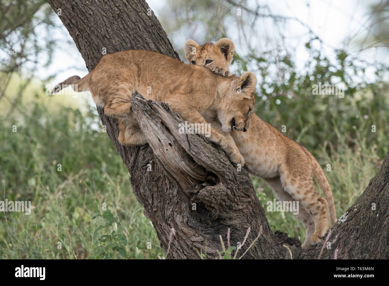Lion cubs climbing in tree, Tanzania Stock Photo - Alamy