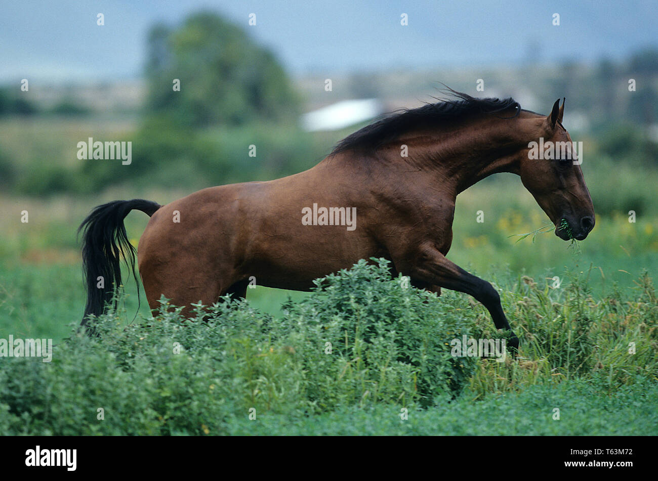 Boer pony hi-res stock photography and images - Alamy