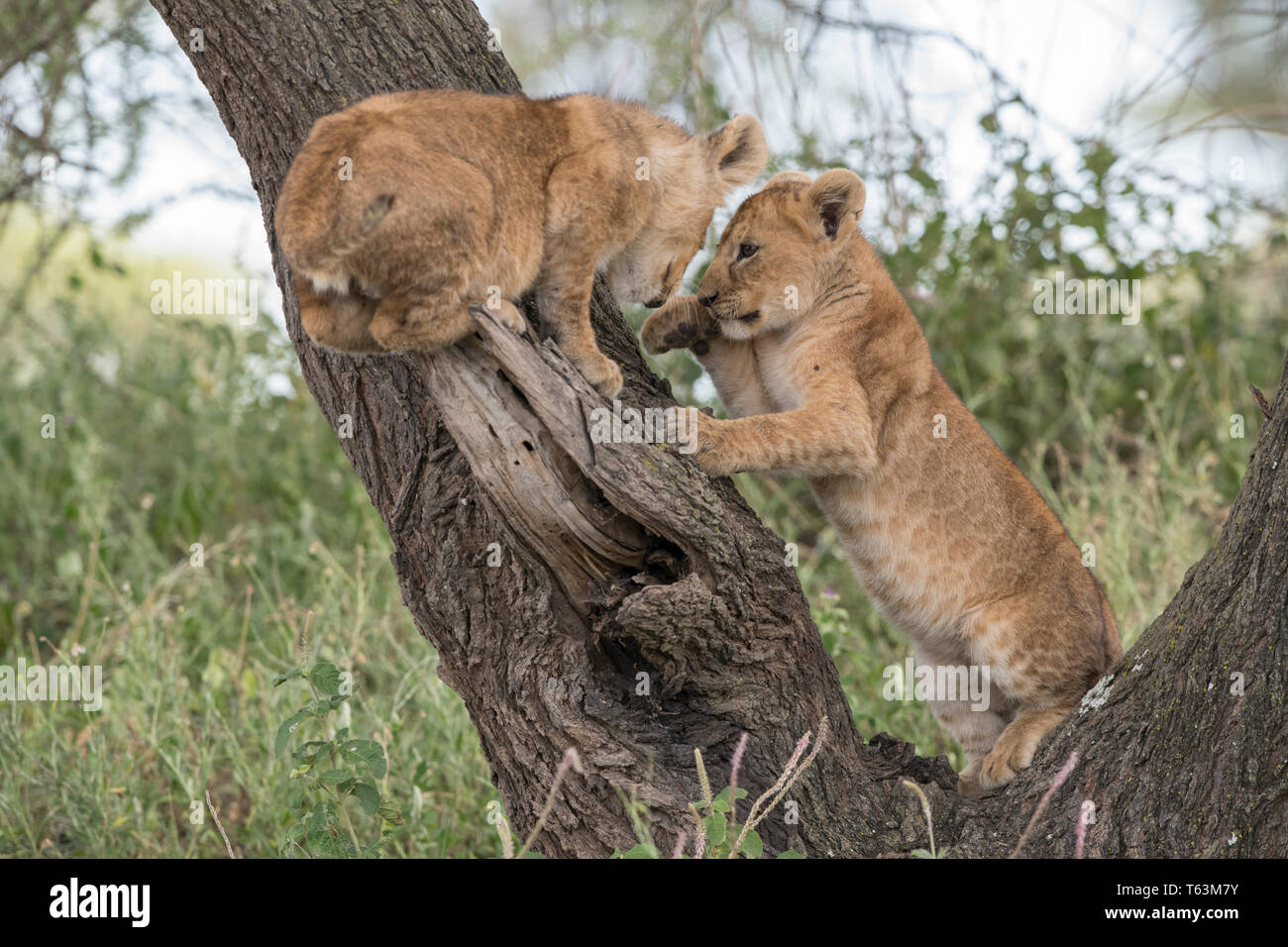 Lion cubs climbing in tree, Tanzania Stock Photo - Alamy