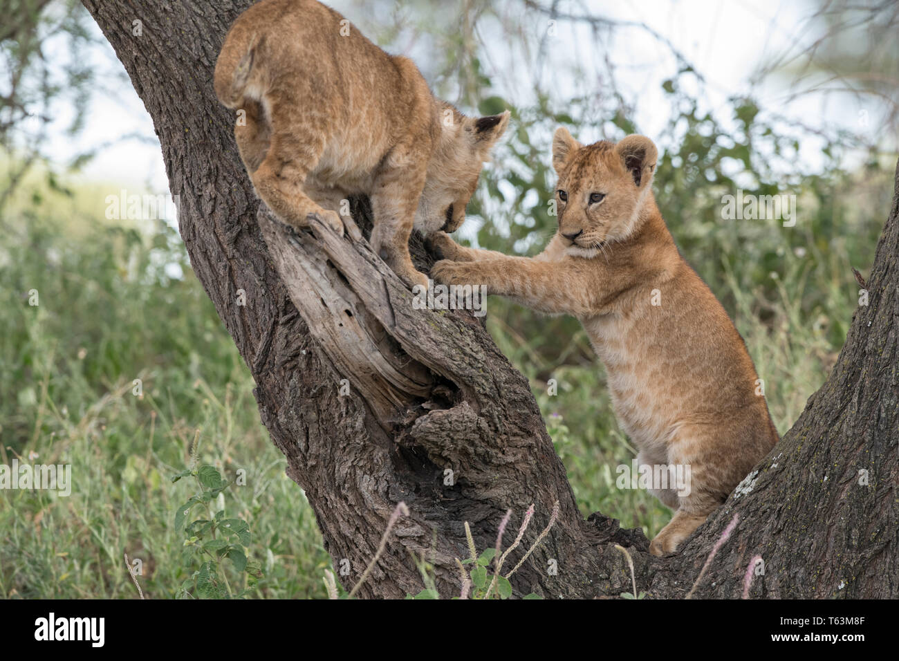 Lion cubs climbing in tree, Tanzania Stock Photo - Alamy
