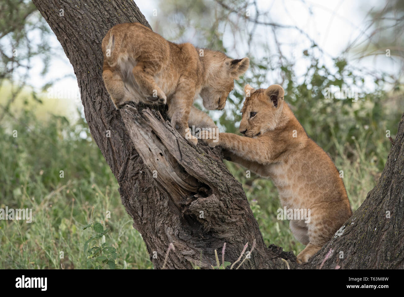 Lion cubs climbing in tree, Tanzania Stock Photo - Alamy