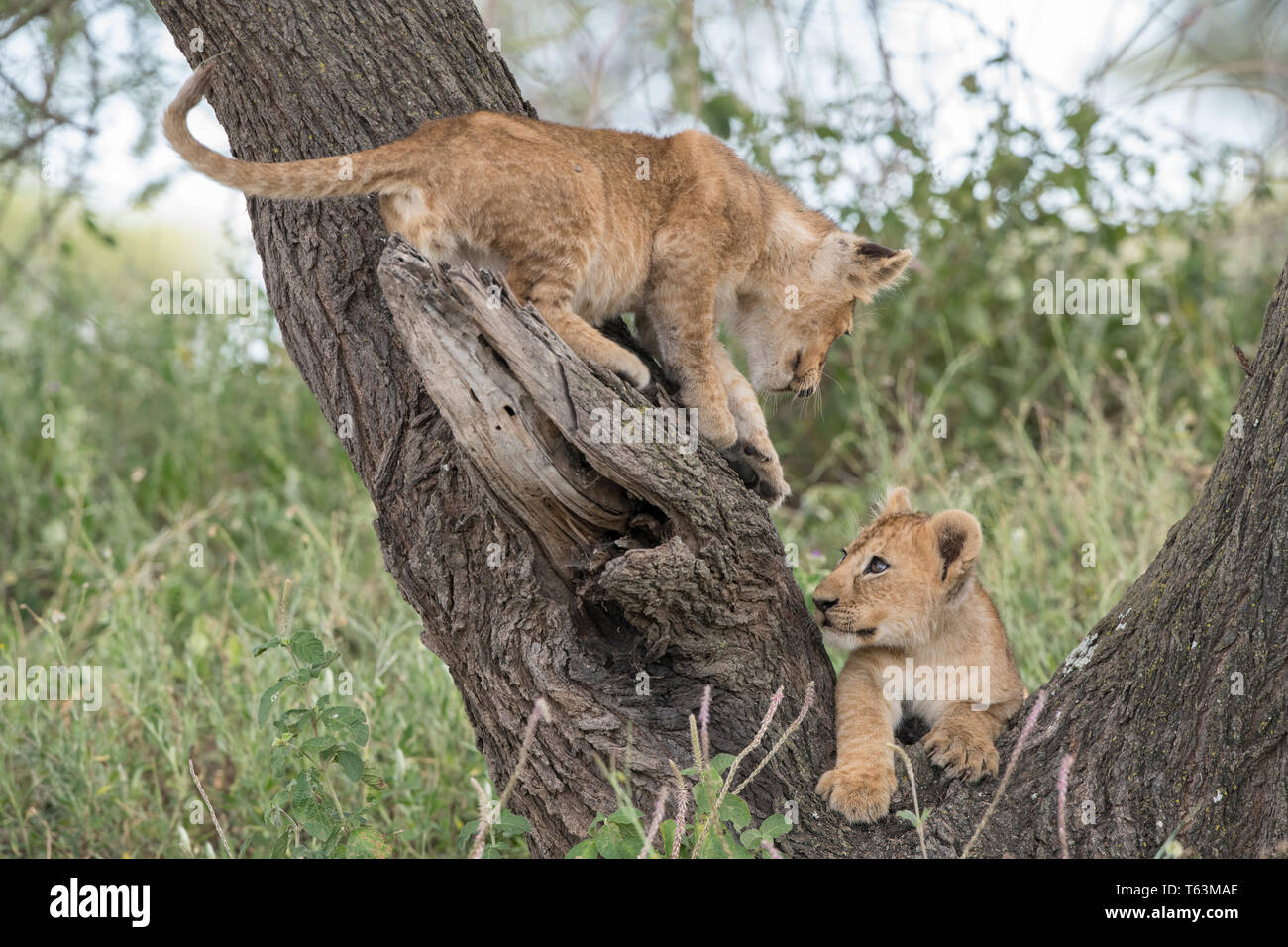 Lion cubs climbing in tree, Tanzania Stock Photo - Alamy