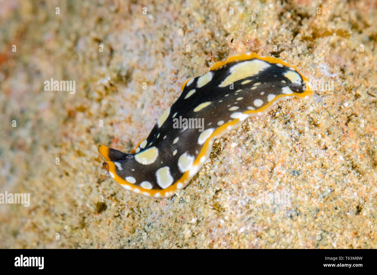 Ocean Worm High Resolution Stock Photography and Images - Alamy