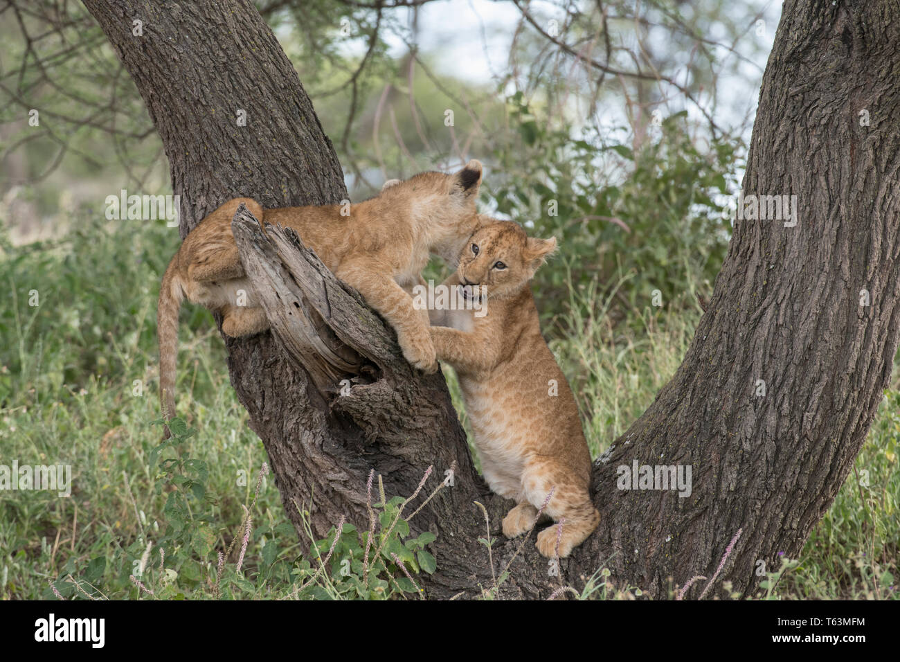 Lion cubs climbing in tree, Tanzania Stock Photo - Alamy