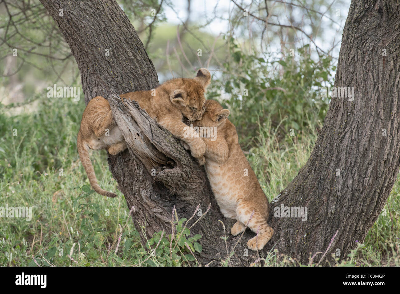 Lion cubs climbing in tree, Tanzania Stock Photo - Alamy