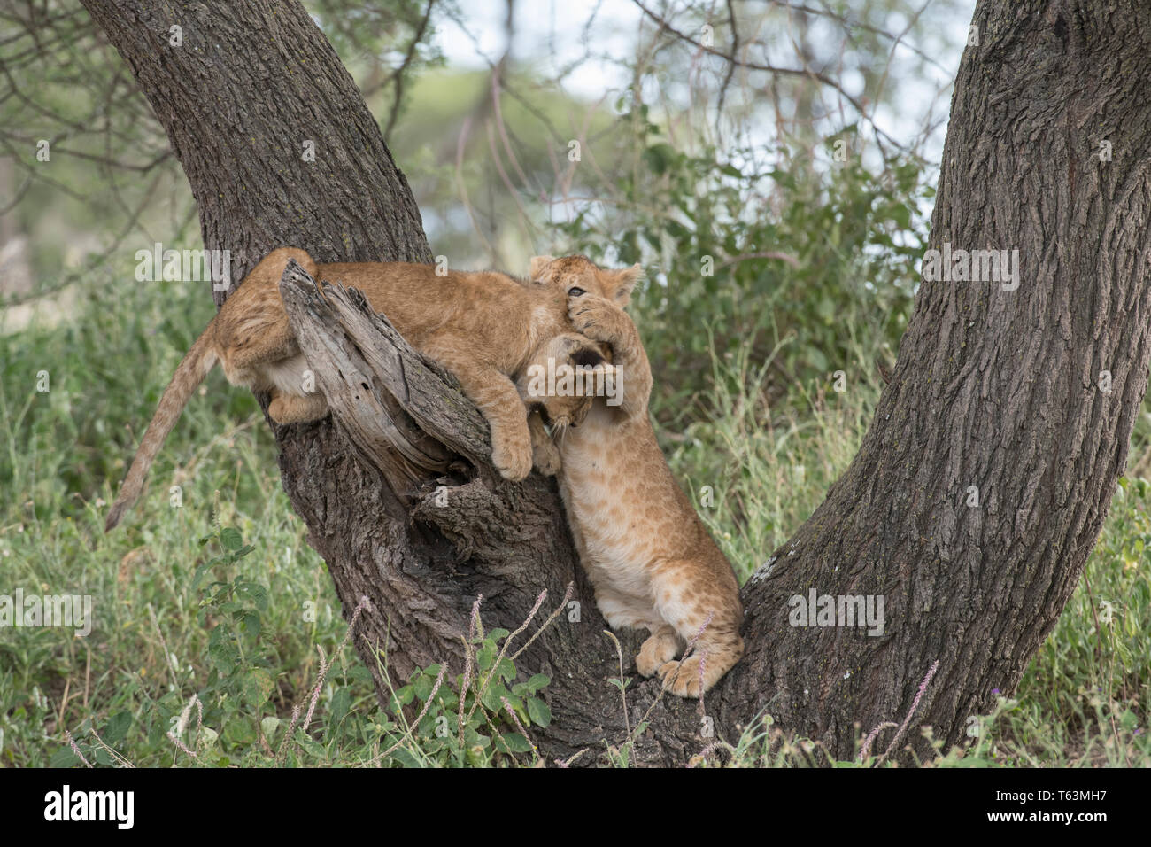 Lion cubs climbing in tree, Tanzania Stock Photo - Alamy