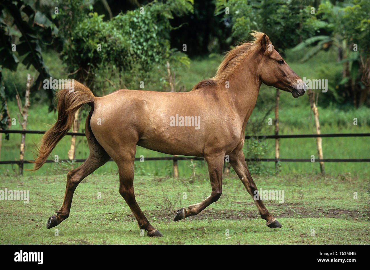 Batak pony hi-res stock photography and images - Alamy