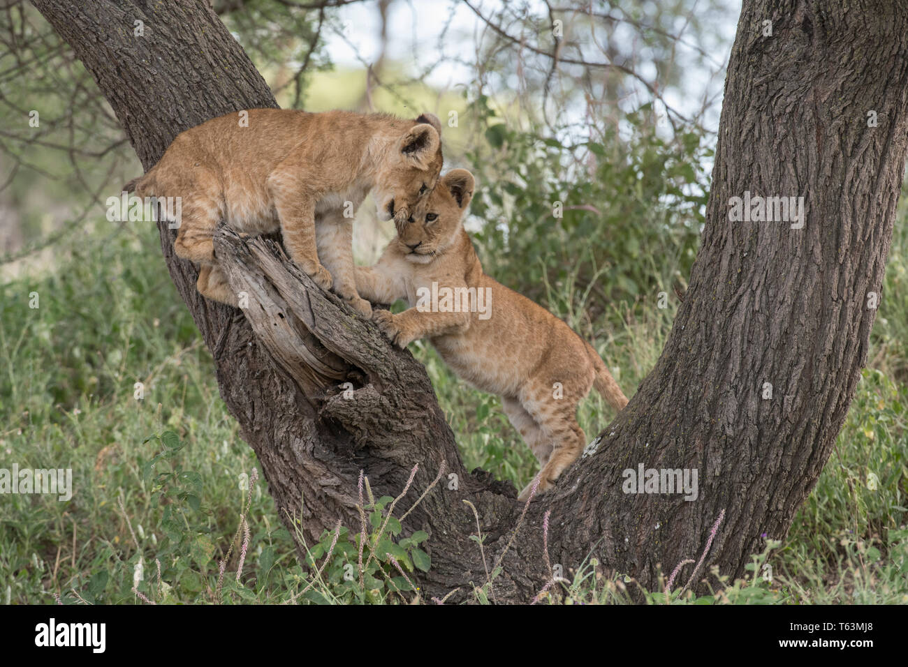 Lion cubs climbing in tree, Tanzania Stock Photo - Alamy