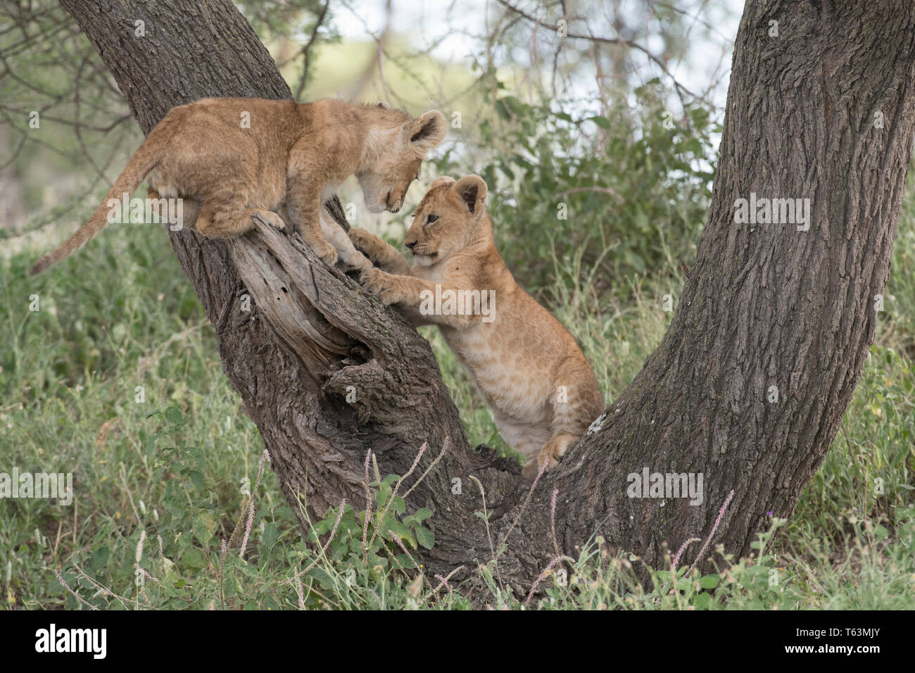 Lion cubs climbing in tree, Tanzania Stock Photo - Alamy