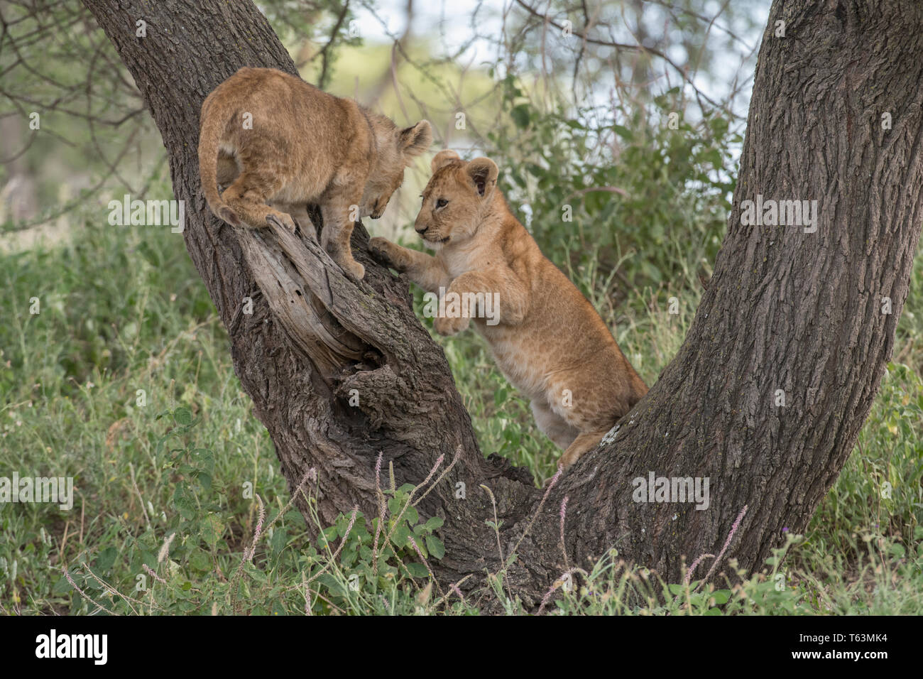 Lion cubs climbing in tree, Tanzania Stock Photo - Alamy