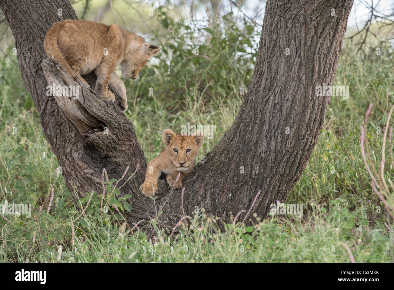 Lion cubs climbing in tree, Tanzania Stock Photo - Alamy