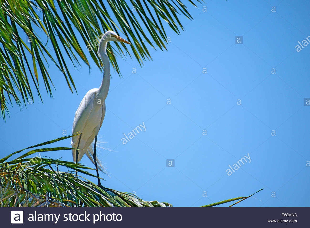 Palm Tree And Bird Stock Photos & Palm Tree And Bird Stock Images - Alamy