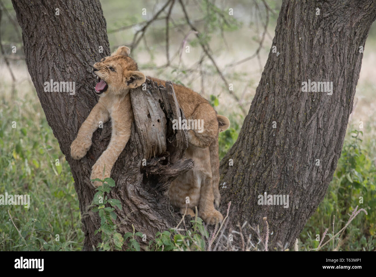 Lion cubs climbing in tree, Tanzania Stock Photo - Alamy