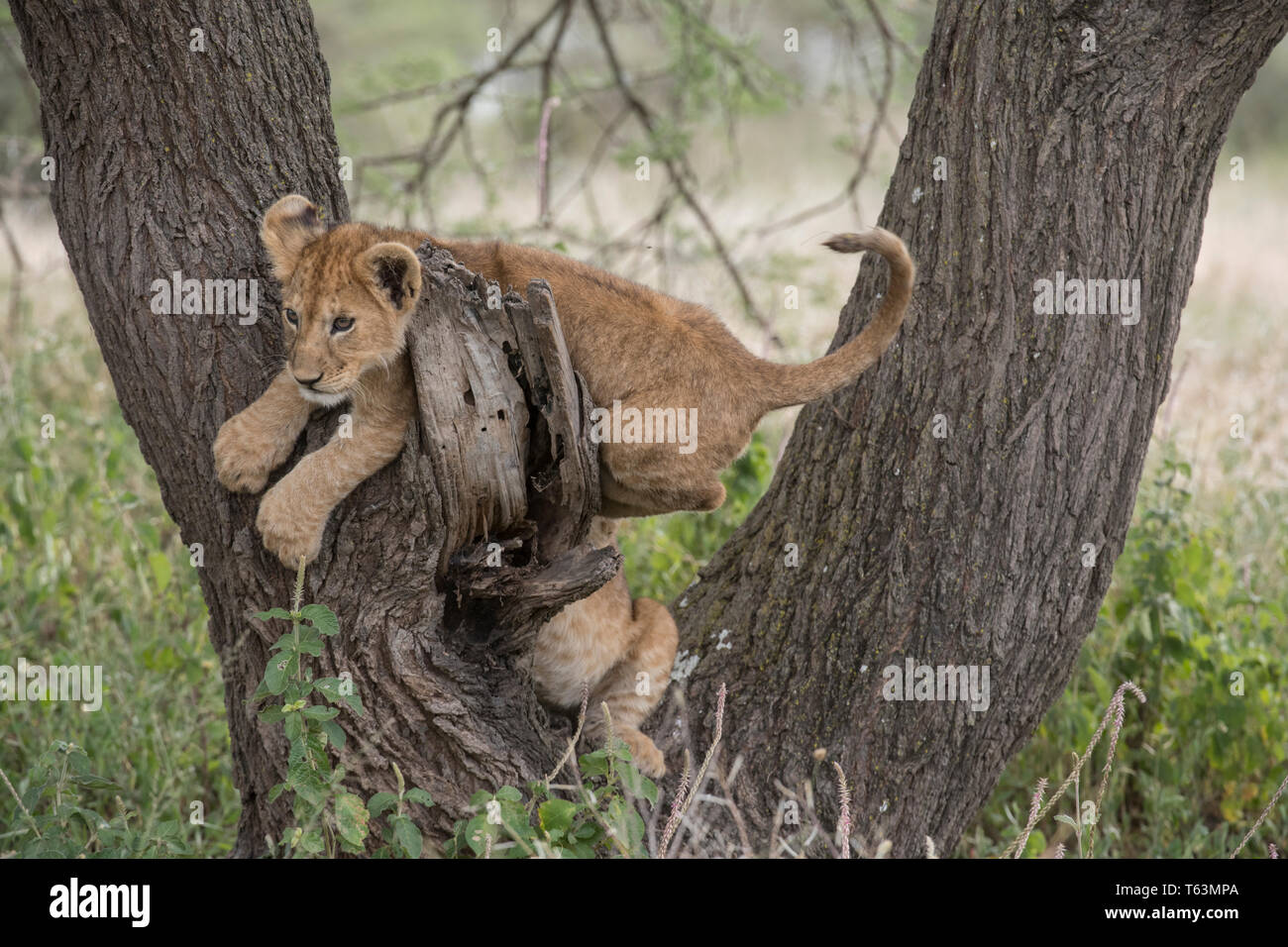 Lion cubs climbing in tree, Tanzania Stock Photo - Alamy