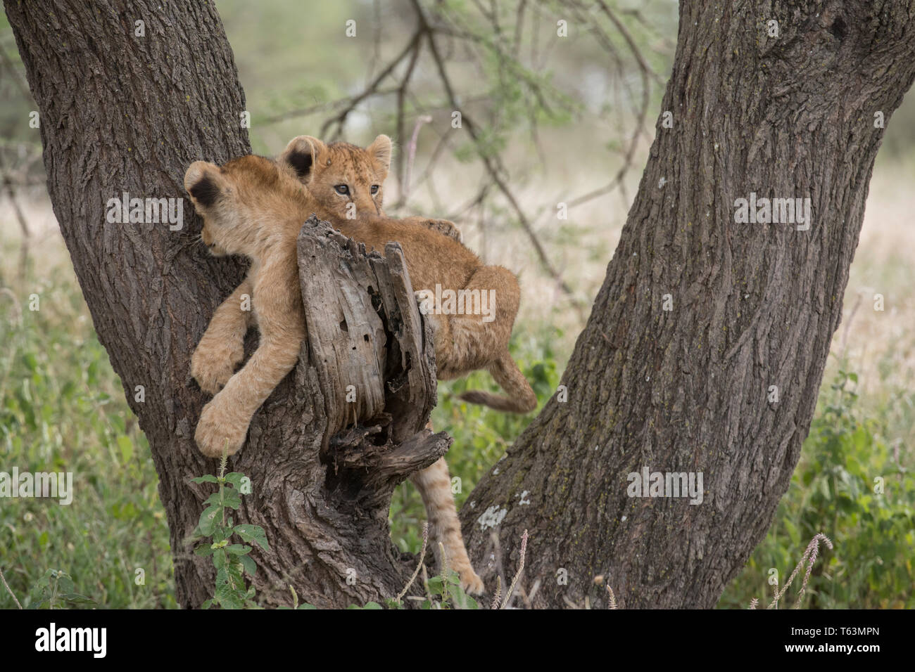Lion cubs climbing in tree, Tanzania Stock Photo - Alamy