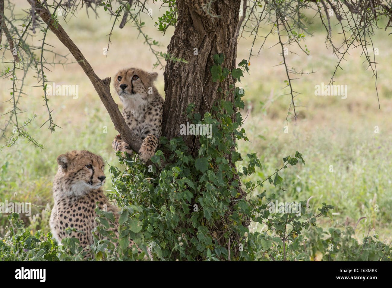 Cheetah climbing tree, Tanzania Stock Photo - Alamy