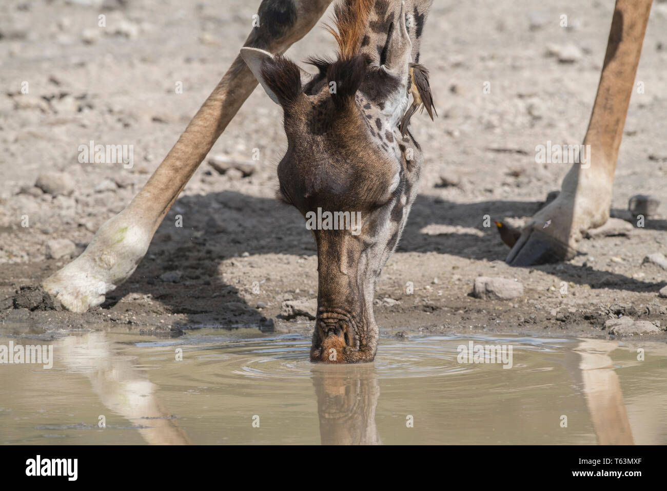 Giraffe waterhole east africa hi-res stock photography and images - Alamy