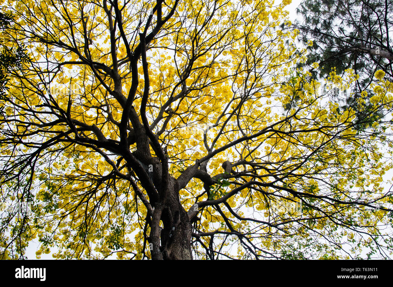 Handroanthus chrysanthus hi-res stock photography and images - Alamy