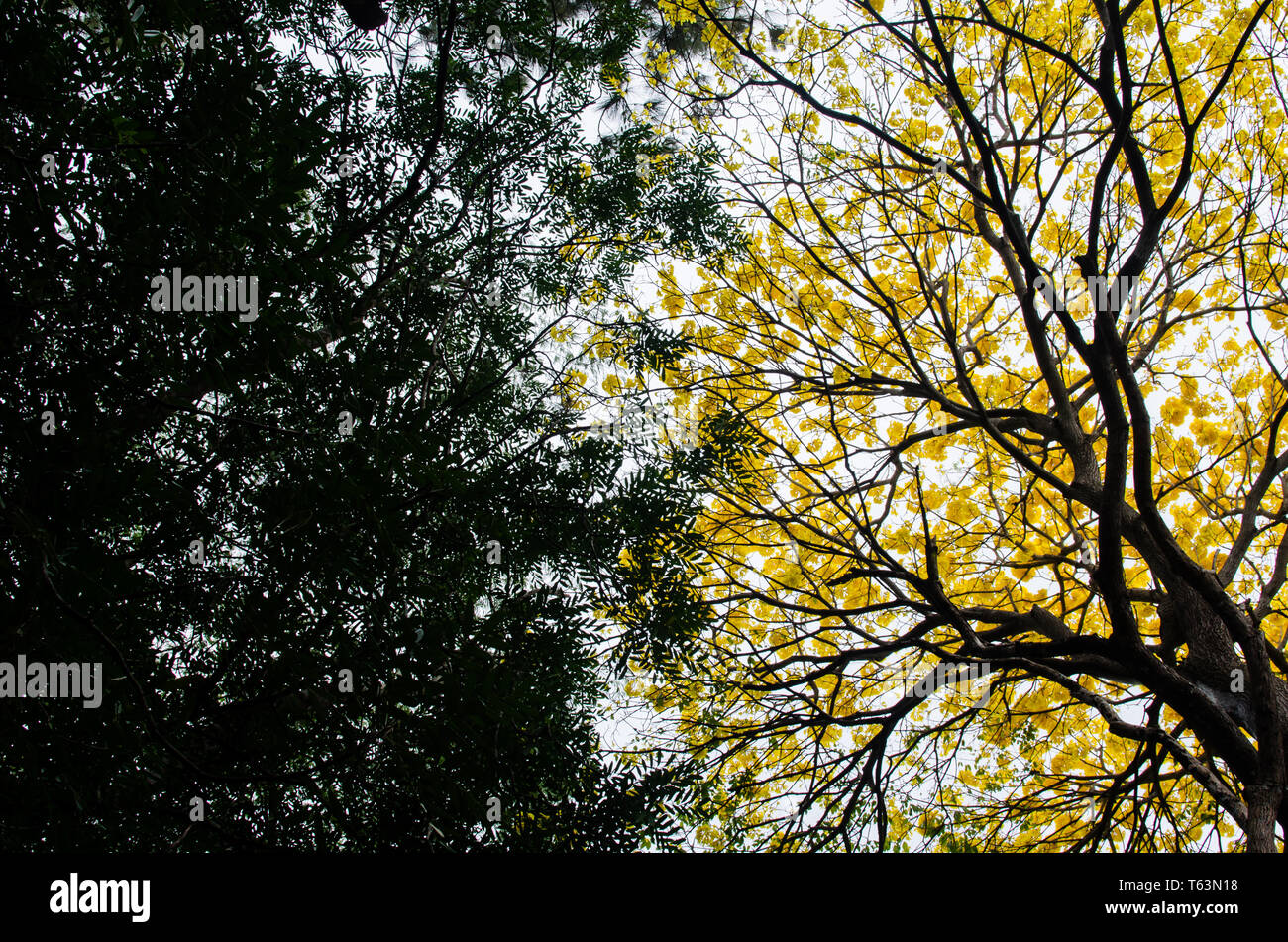 Handroanthus chrysanthus hi-res stock photography and images - Alamy