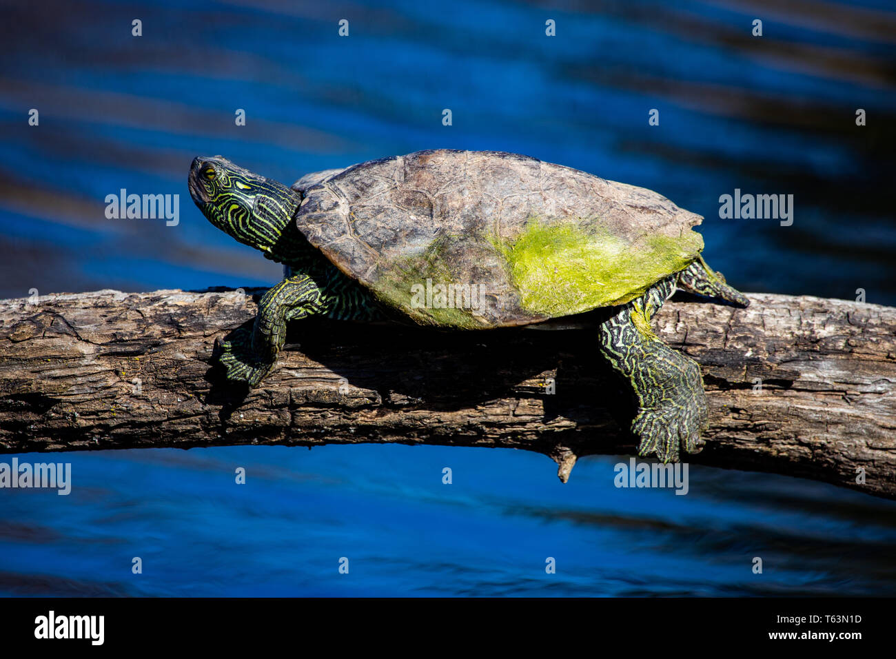April 22 2019 Windsor Ontario Ojibway Park Wildlife Reptiles Turtles ...