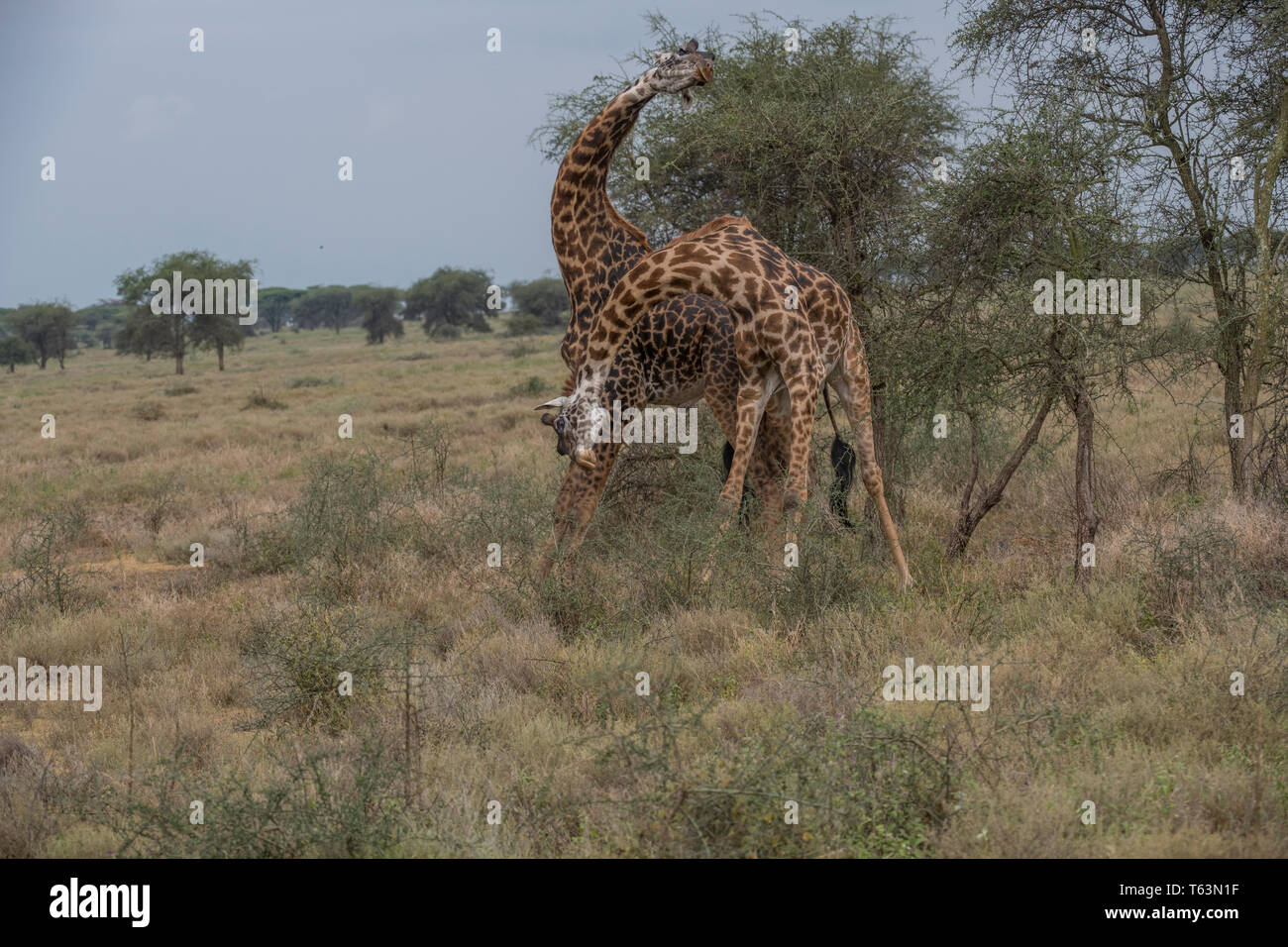 Giraffe breeding behavior hi-res stock photography and images - Alamy