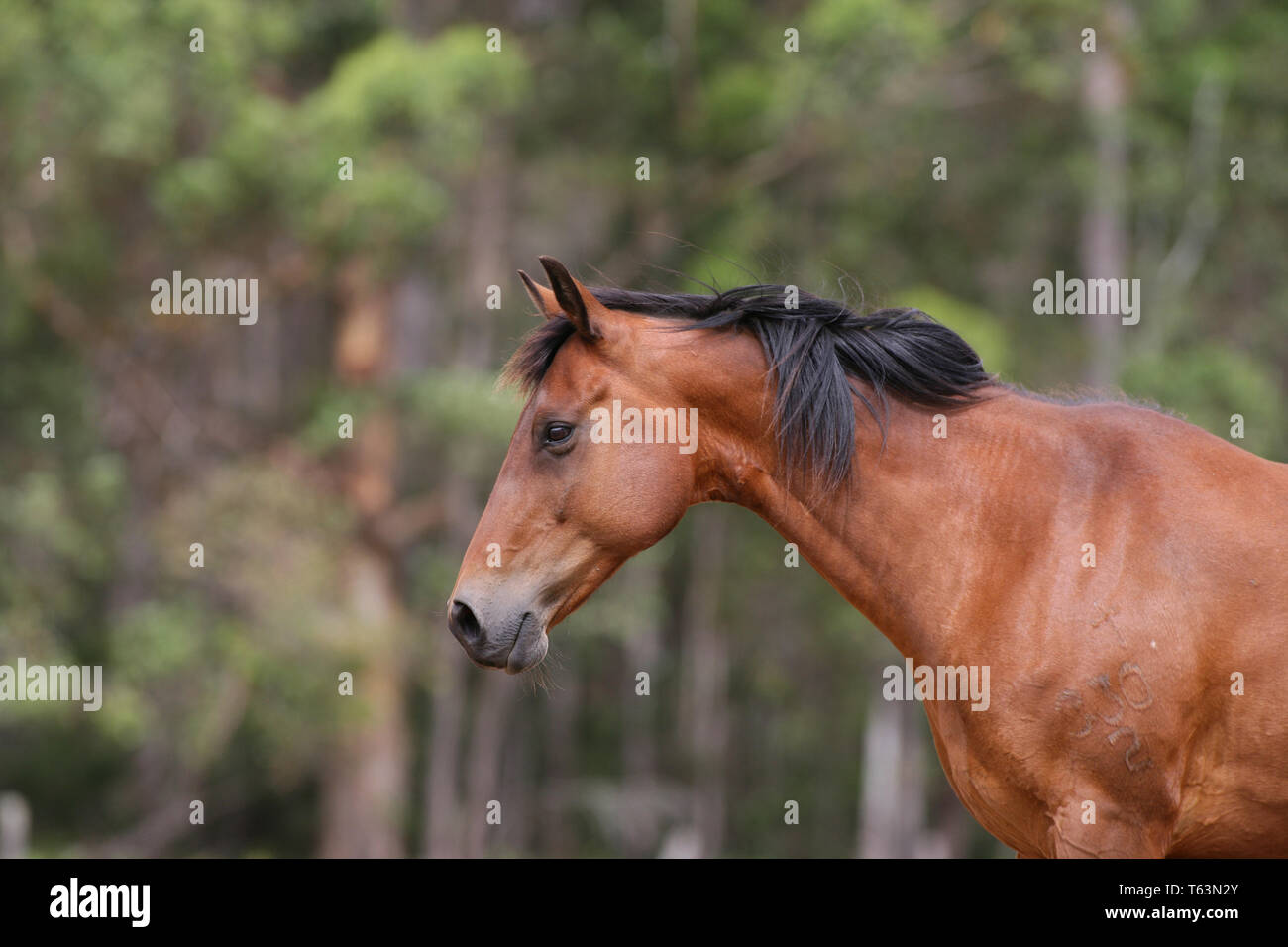 Brumby woods hi-res stock photography and images - Alamy