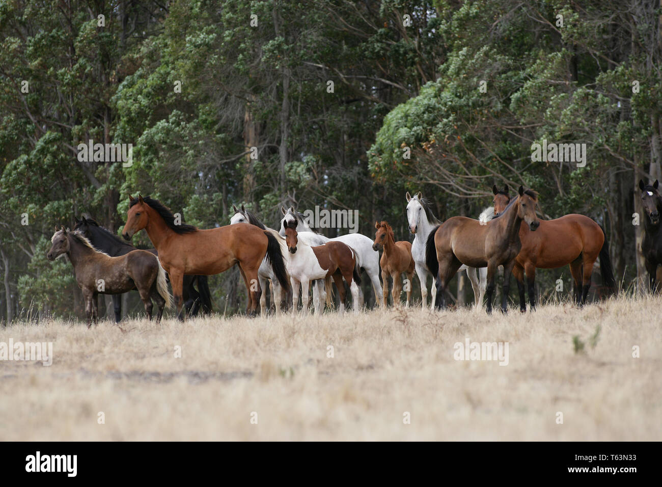 Brumby woods hi-res stock photography and images - Alamy