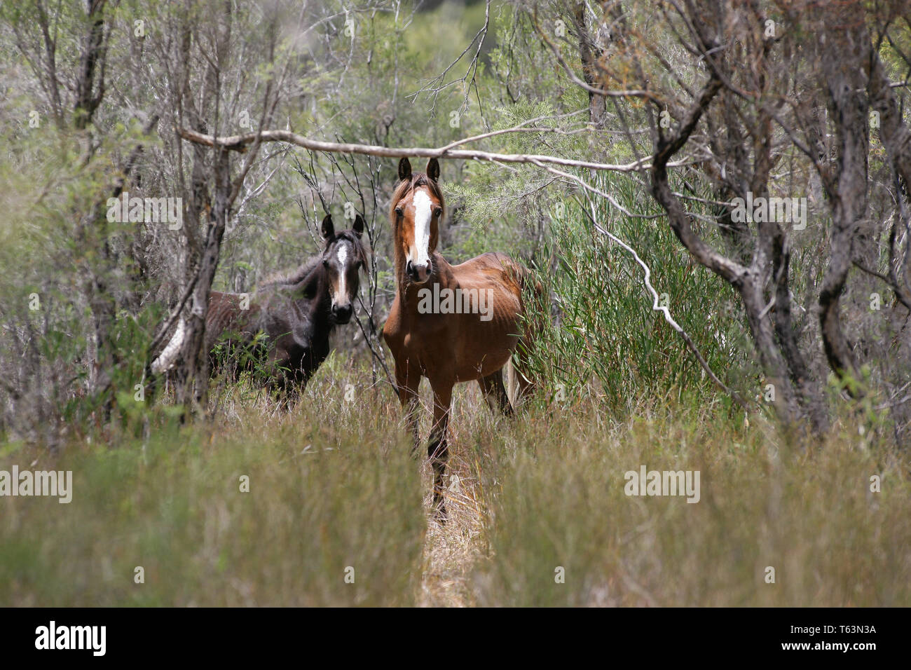 Brumby woods hi-res stock photography and images - Alamy