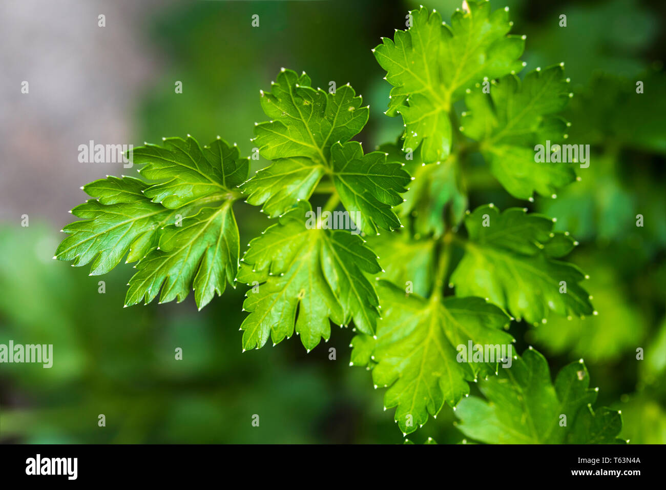 A biennial plant with white flowers and aromatic leaves that are either ...