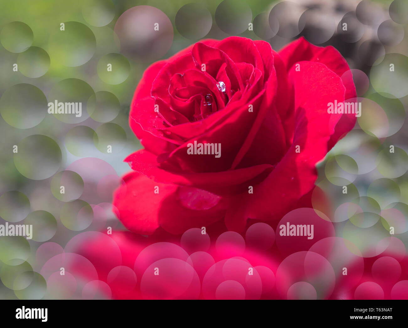 Rose Bubble Flower High Resolution Stock Photography and Images - Alamy