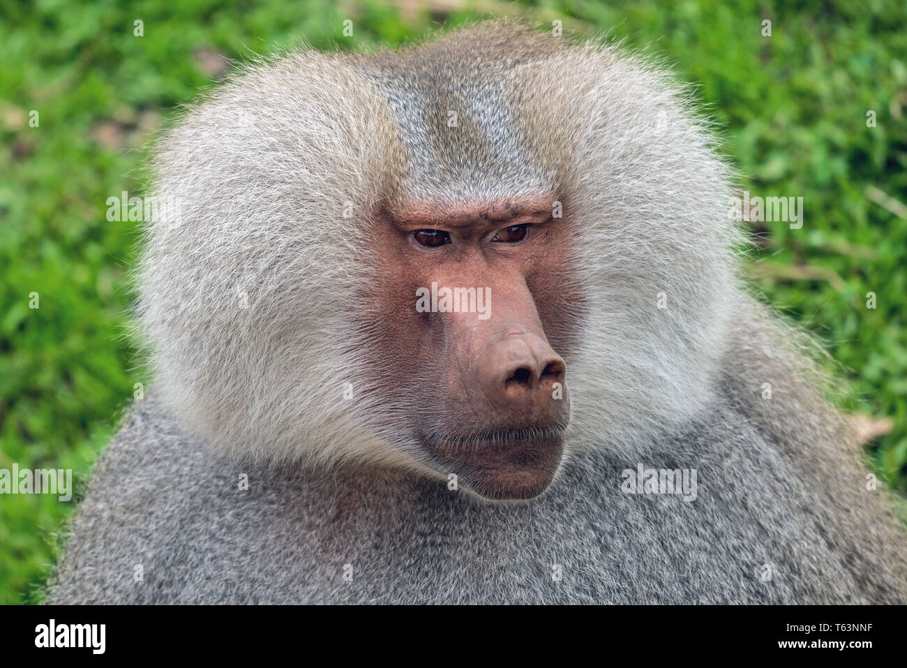 Baboon face hi-res stock photography and images - Alamy