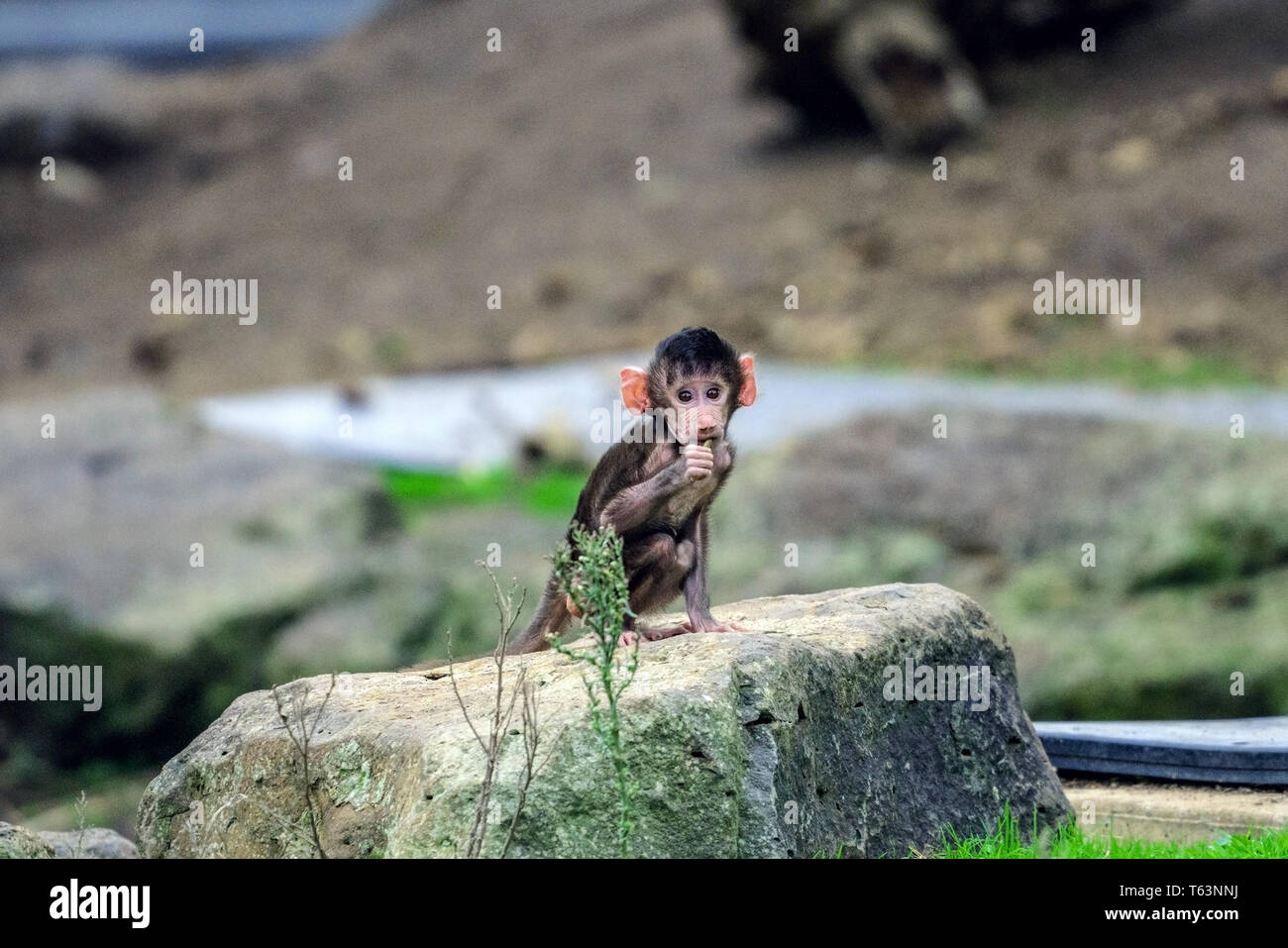 Animals at Melbourne Zoo Stock Photo - Alamy