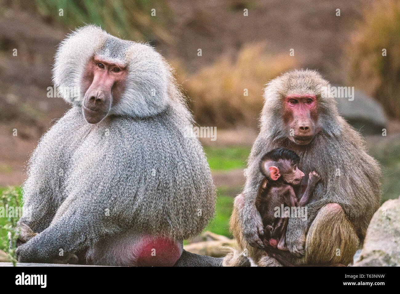 Animals at Melbourne Zoo Stock Photo - Alamy