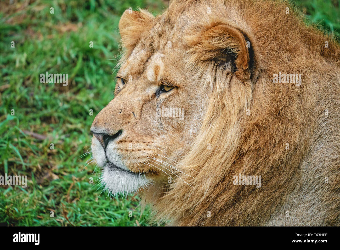 Animals at Melbourne Zoo Stock Photo - Alamy