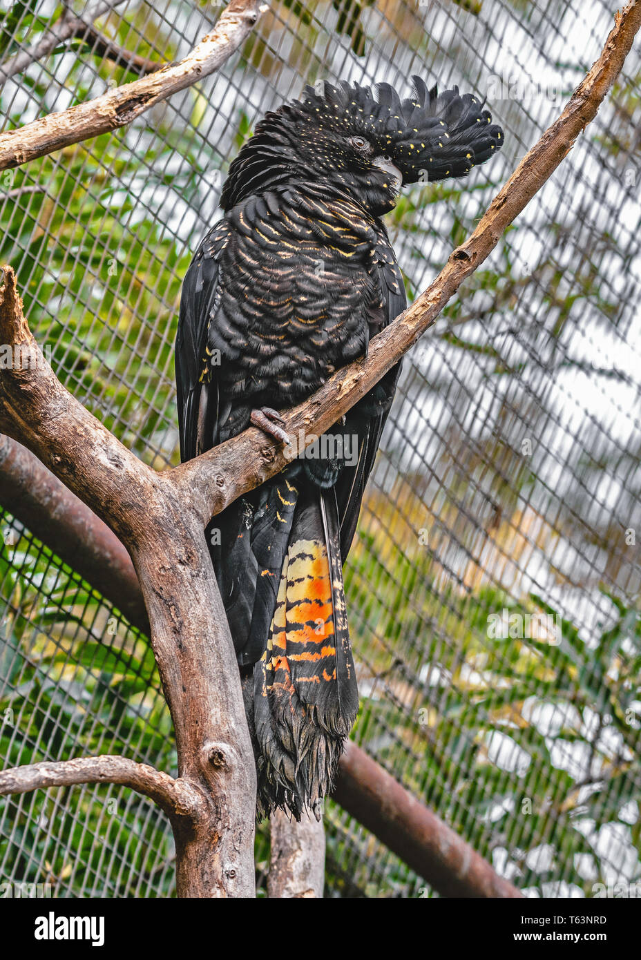 Animals at Melbourne Zoo Stock Photo - Alamy