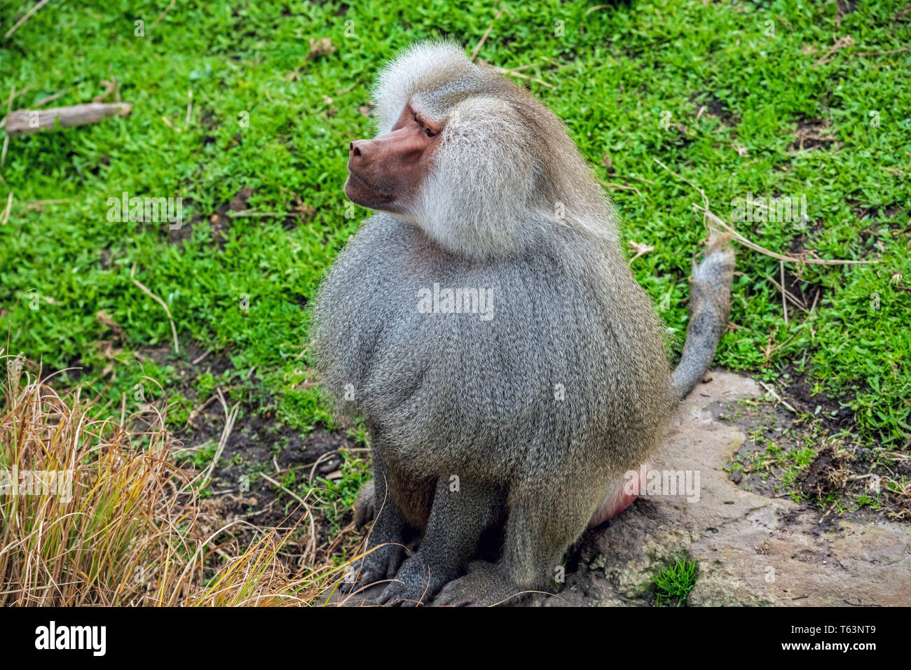 Baboon face portrait Stock Photo - Alamy
